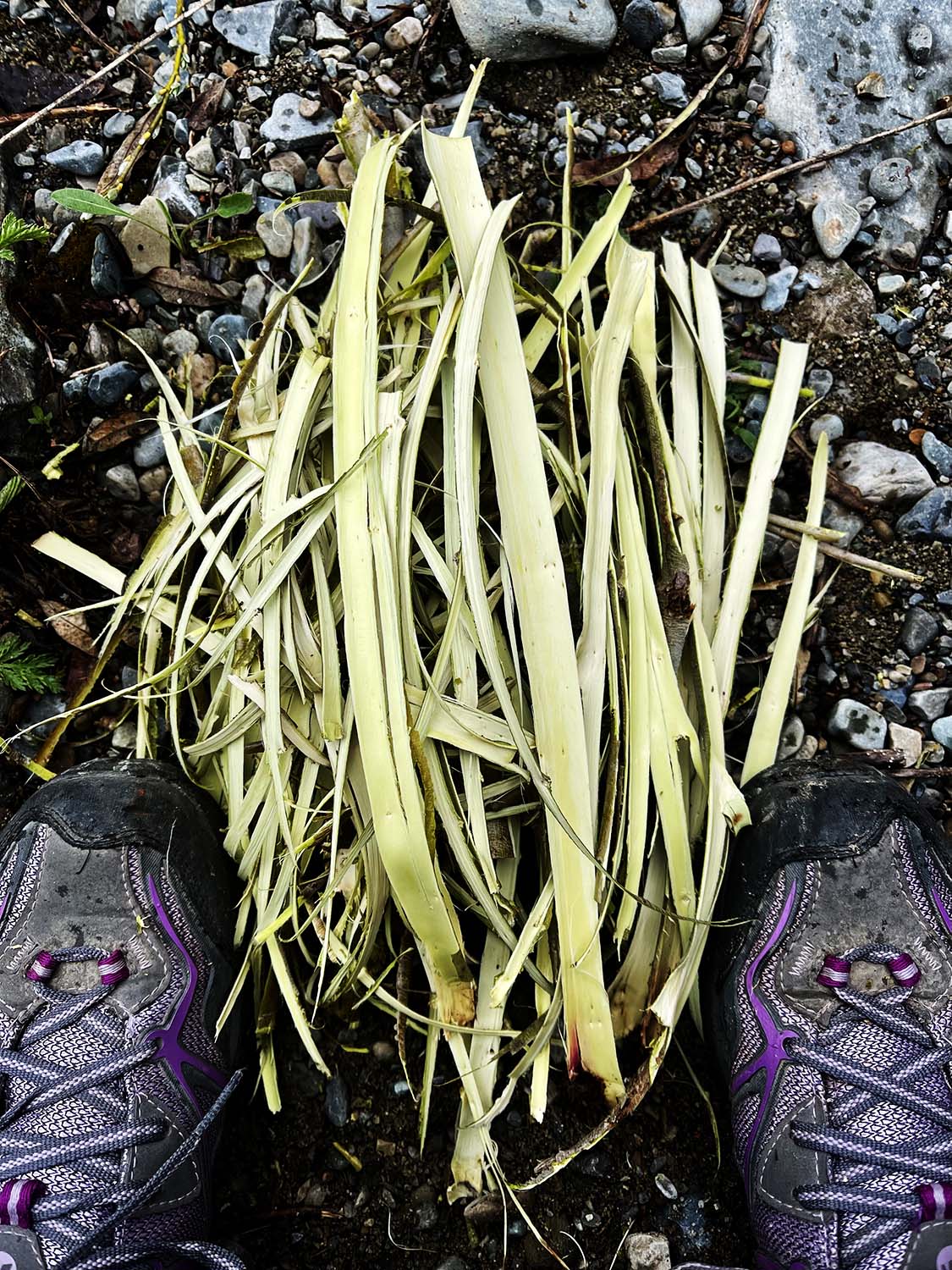 Willow Wildcrafting & an Herbal Apprenticeship | Redheaded Herbalist