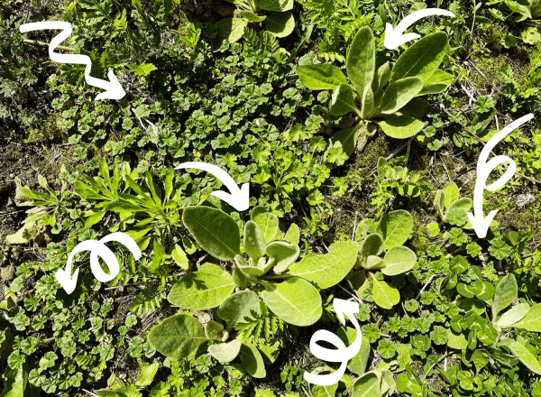 Redheaded Herbalist | Redheaded Herbalist