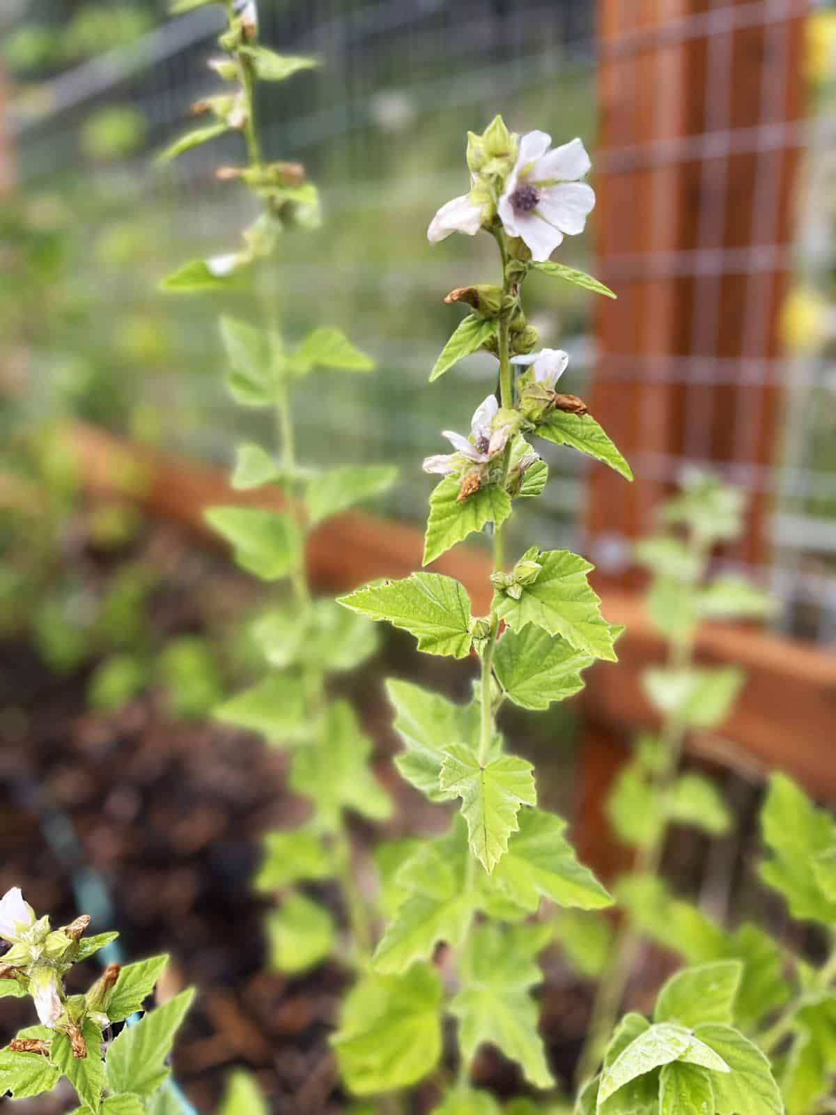 *Real* Marshmallow Root Marshmallows | Redheaded Herbalist