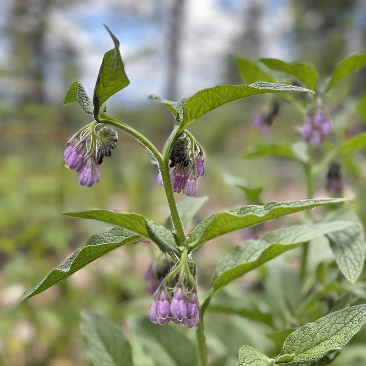 When Life Gives You Sumac… Make Sumac Pink Lemonade | Redheaded Herbalist