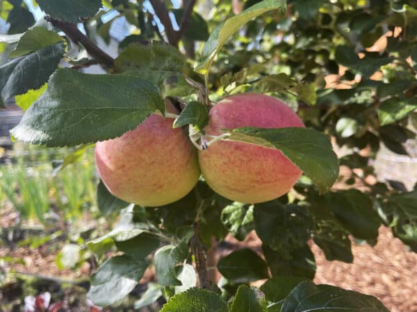 Maple-Cinnamon Butter & Quick Baked Apples | Redheaded Herbalist
